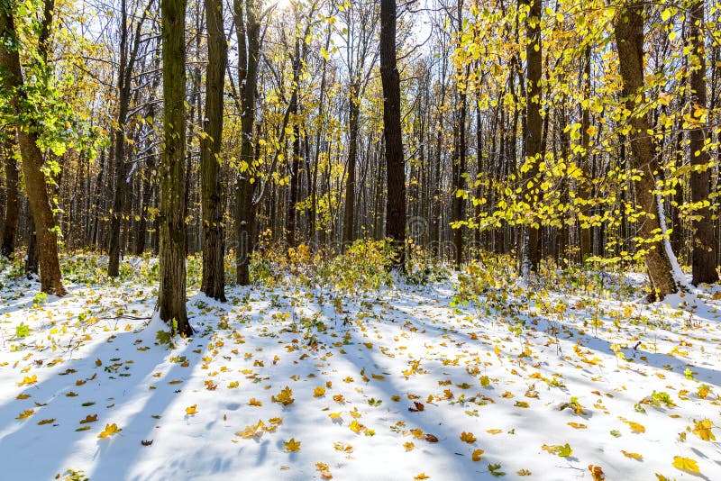 Autumn Forest Under First Snow. Winter Landscape Stock Image - Image of ...