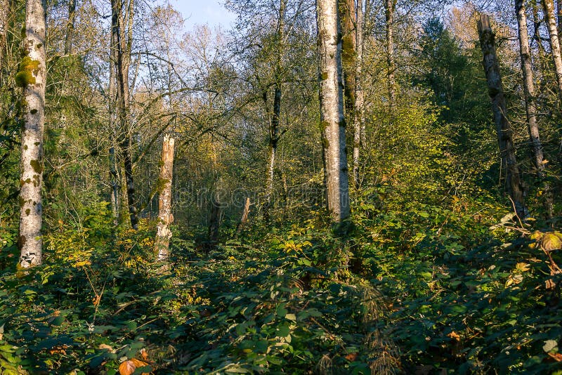 Autumn forest undergrowth stock image. Image of dense - 104400435