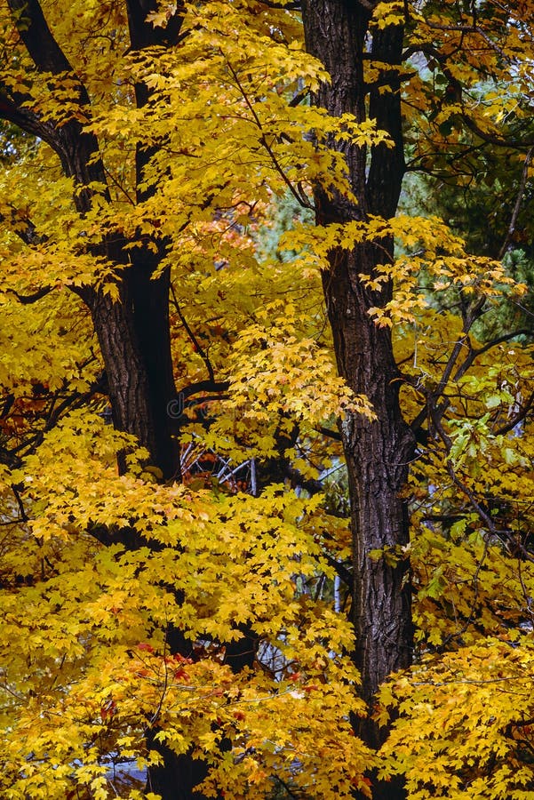 Autumn Forest view stock photo. Image of park, october - 23929218