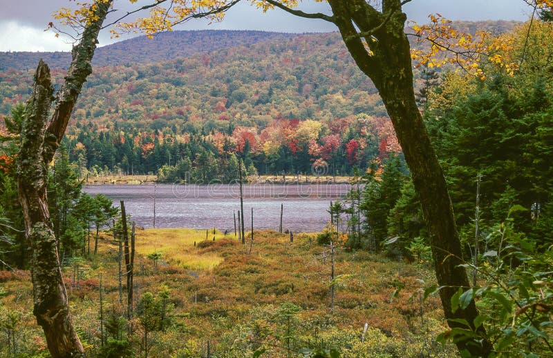 Autumn Forest view stock image. Image of grass, plants - 24354189