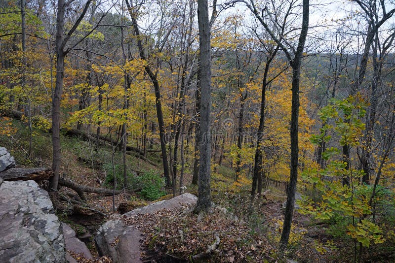 Autumn Forest View with Uneven Elevation and Trees with Yellow Leaves ...