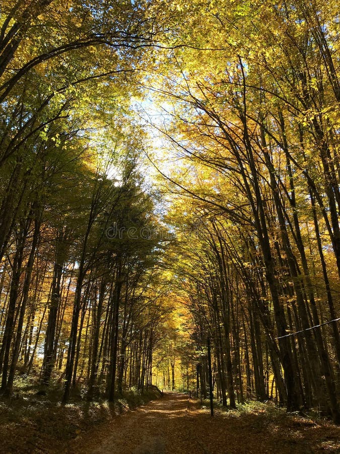 Autumn Forest Walkway at Sunset Covered by the Trees Stock Image ...