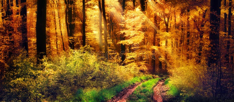 67,529 Forest Light Rays Tree Stock Photos - Free & Royalty-Free Stock ...