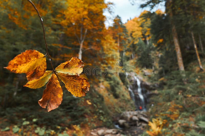 Autumn Forest with Waterfall and Yellow Leaves in Focus. Blurred Fall ...