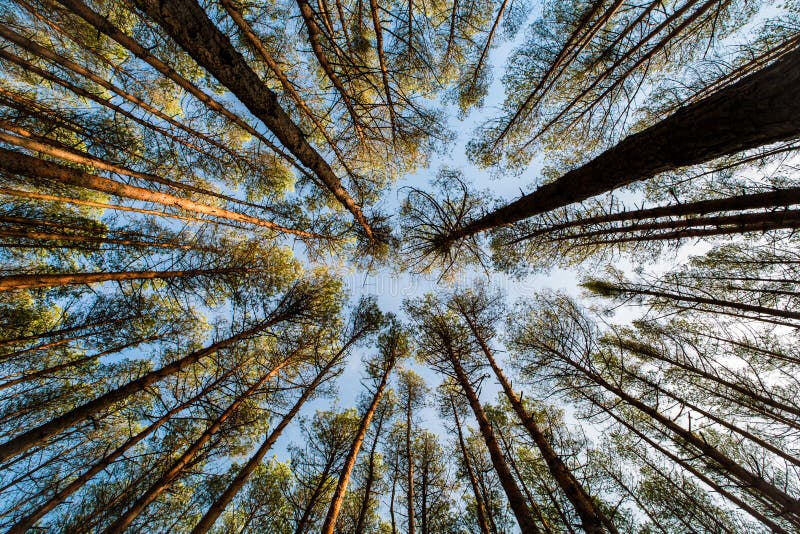Autumn Forest Wide Angle Shot Stock Photo - Image of pine, bright: 80013176