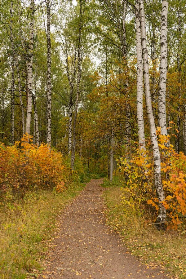 Autumn in the Forest, a Wild Path Leading into the Distance. Autumn ...