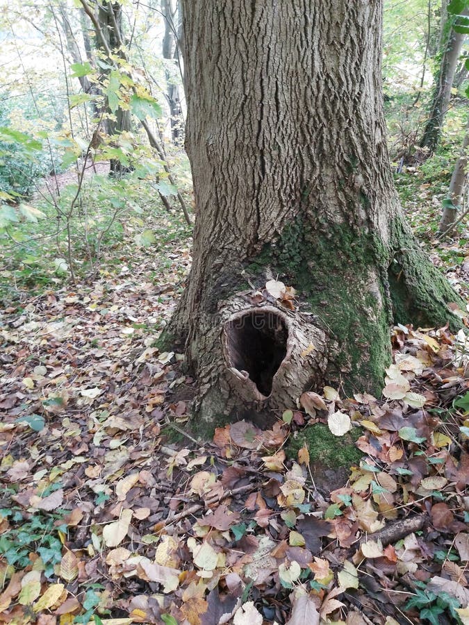 Autumn Forest Woodland Tree Trunk Ash Tree Stock Image - Image of ...