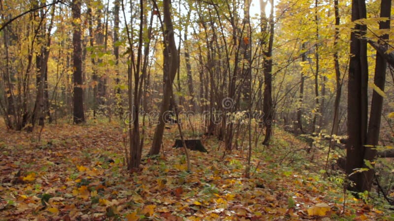 Autumn Forest, Yellow Foliage on the Ground, Motion Camera Point of ...
