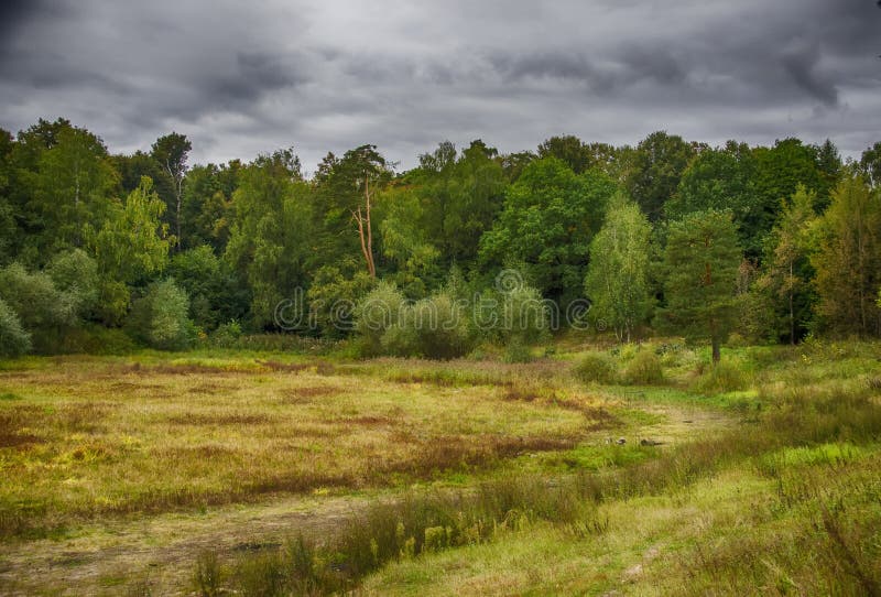 Autumn in the forest stock image. Image of color, tree - 59262921