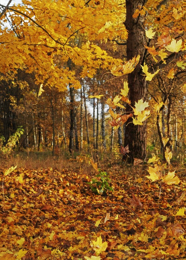 Sapless Trees Stock Photos - Free & Royalty-Free Stock Photos from ...