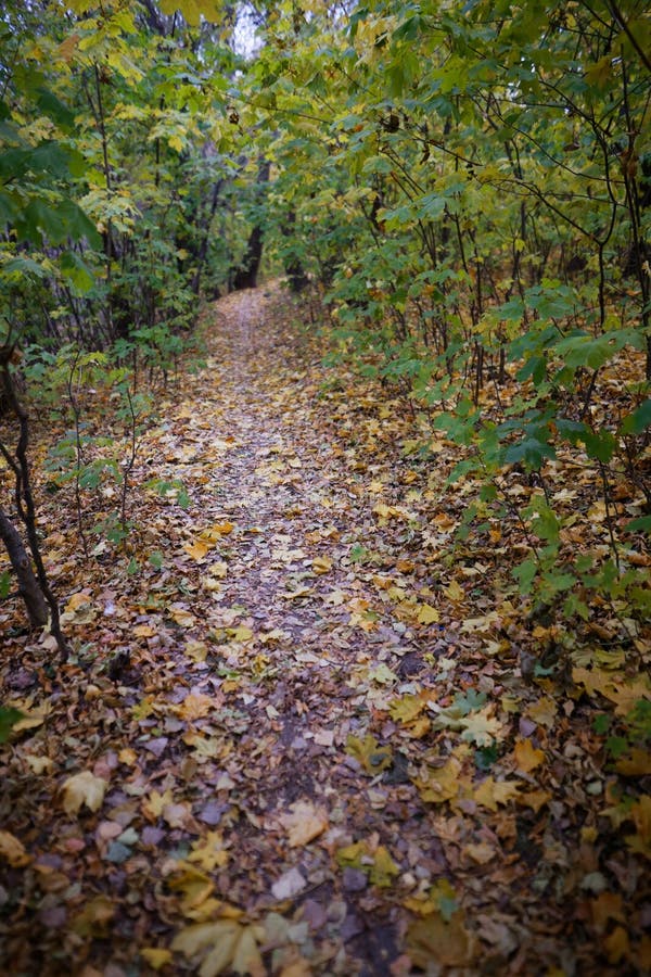 Autumn in the Forest Yellow Leaves Path Stock Image - Image of ...