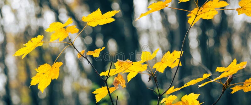 Yellow Maple Leaves in the Forest on a Dark Background Stock Image ...