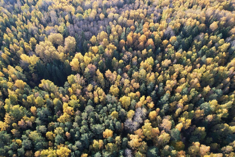 Autumn forestry theme stock photo. Image of colorful - 253173410