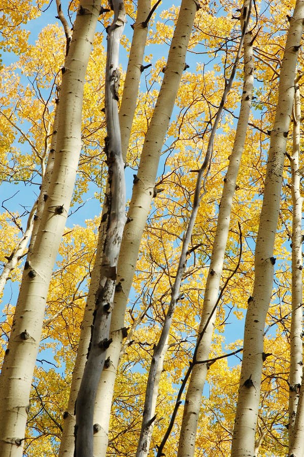 Simplicity Aspen Trees Stock Photos - Free & Royalty-Free Stock Photos ...