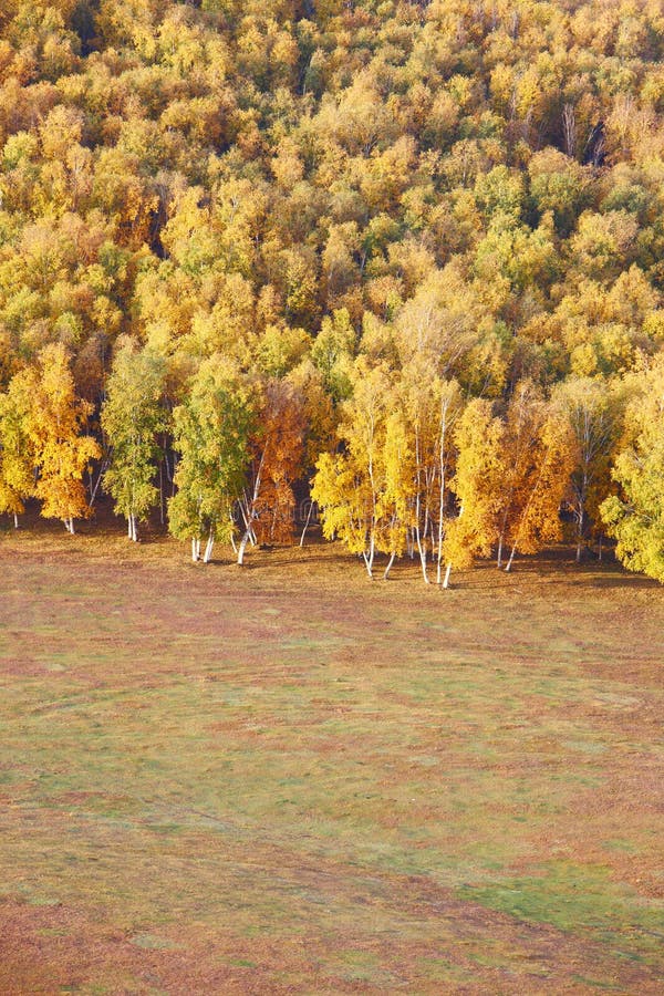 Autumn forests in prairie stock photo. Image of grassland - 24424894