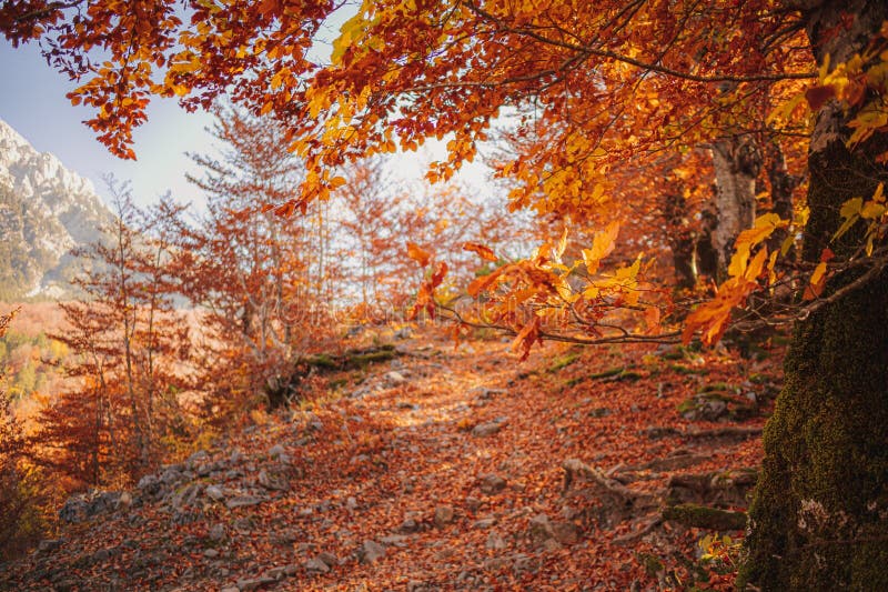 Autumn Forrest Hiking Trail with Warm Sunlight Stock Photo - Image of ...