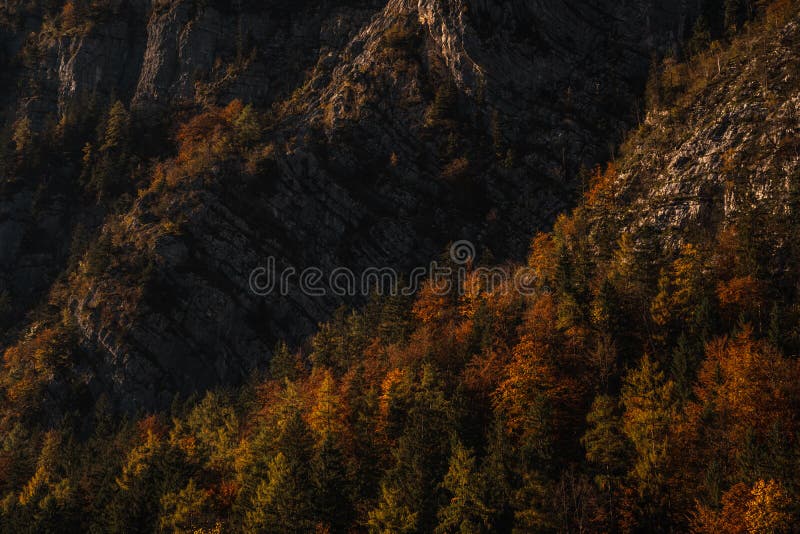 Autumn Forrest during Sunset in Hallstatt Austria Stock Photo - Image ...