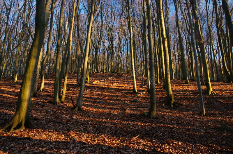Autumn Forrest, Woods Tree and Sunlight. Autumn Forest Nature. Colorful ...