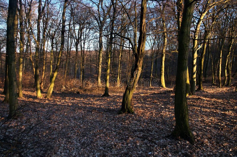 Autumn Forrest, Woods Tree and Sunlight. Autumn Forest Nature. Colorful ...