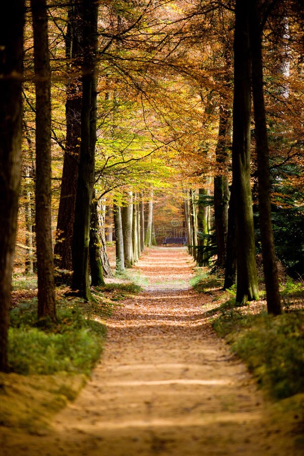 Scenic Nature Landscape of Path Near Lake Stock Photo - Image of blue ...