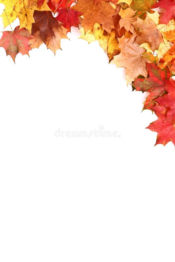 Autumn falling leaves stock image. Image of maple, botanical - 44254379