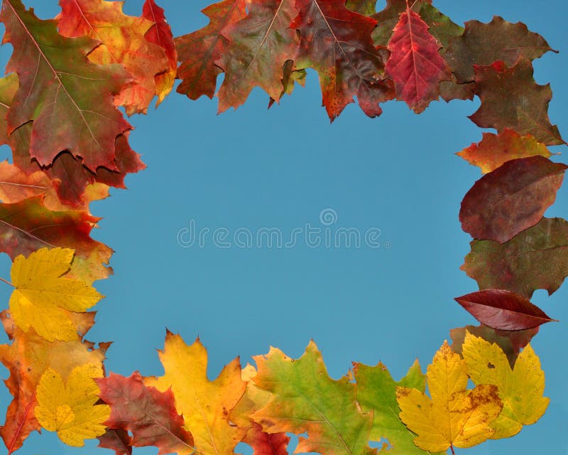 Autumn frame stock photo. Image of maple, freshness, yellow - 16486878