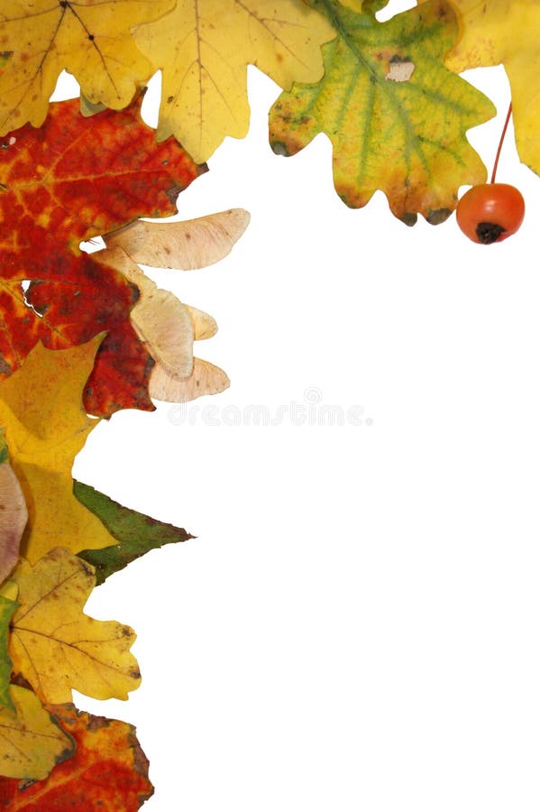 Maple leaves falling stock photo. Image of leaf, decoration - 33101582