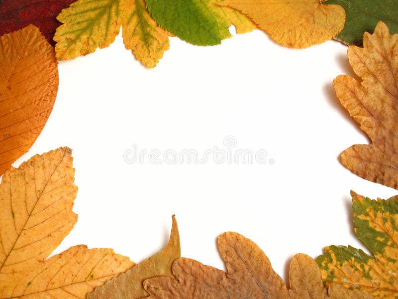 Autumn frame stock image. Image of forest, closeup, orange - 8365133