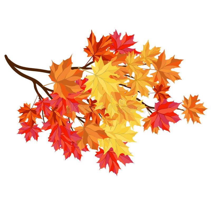 Autumn Maple Frame stock vector. Illustration of botany - 257936995