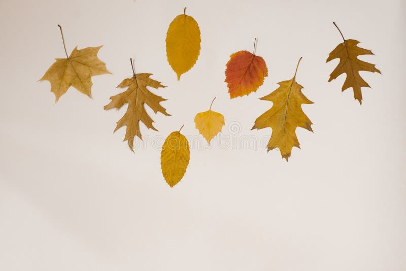 Autumn Frame of Dry Yellow Tree Leaves on a White Background. Flat Lay ...