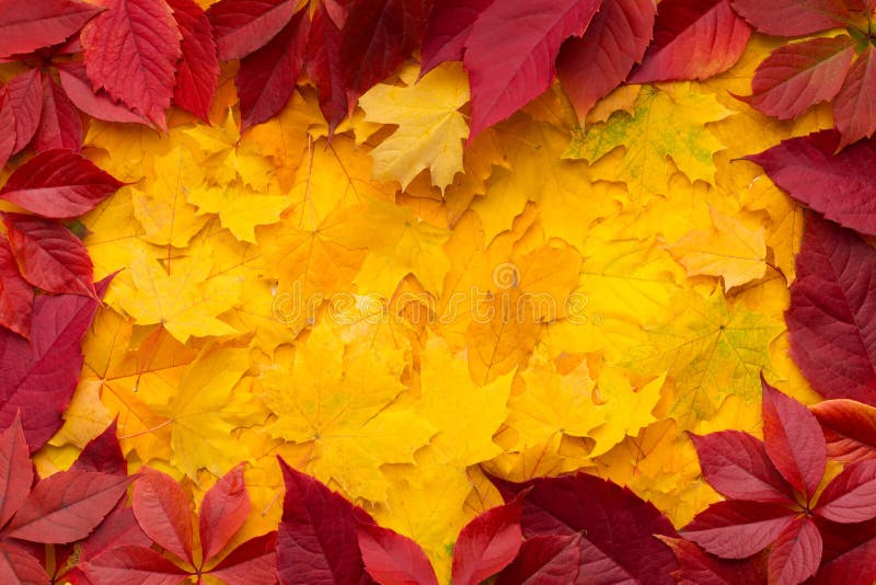 Autumn Frame of Red and Yellow Fallen Maple Dead Leaves Stock Photo ...