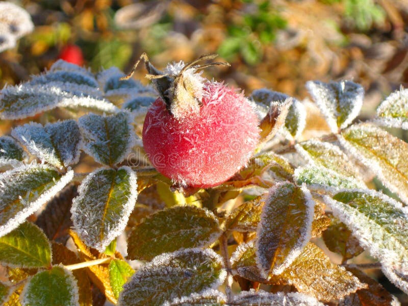 Autumn frost stock image. Image of frost, macro, outdoors - 38016679