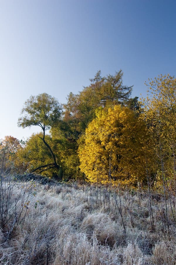 Autumn frosty morning stock image. Image of hike, forest - 11648237