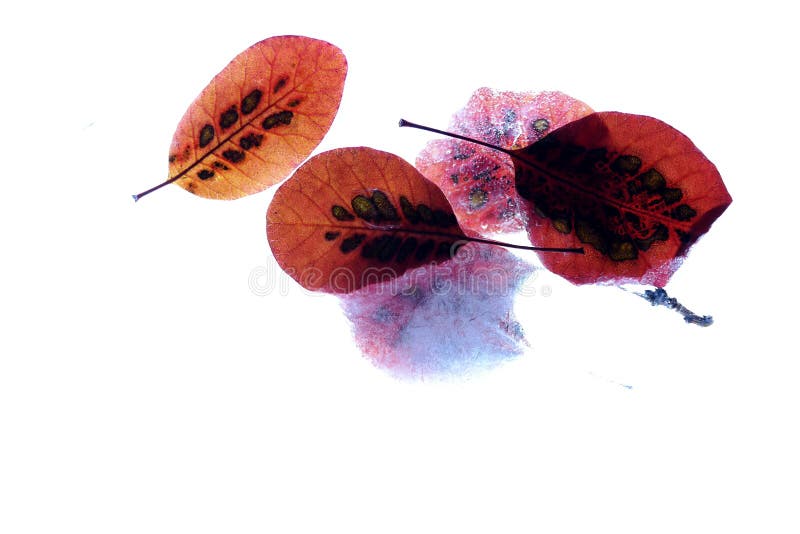 Autumn frozen leaves stock image. Image of pattern, leaves - 46603149