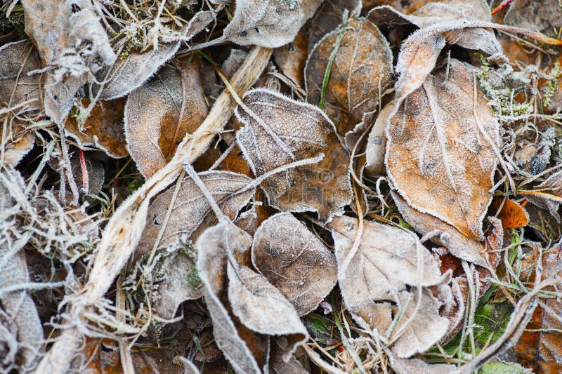 Autumn frozen leaves stock photo. Image of orange, golden - 82194844