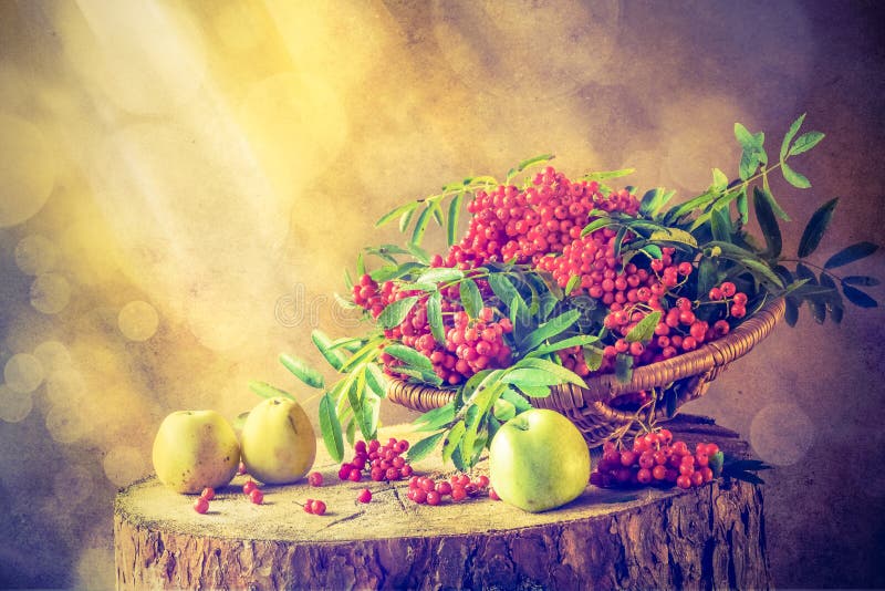 Autumn Fruit Basket Red Rowan Sun Still Life Stock Photo - Image of ...