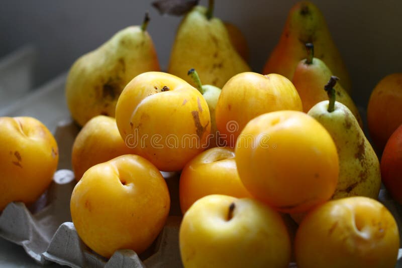 Fruit Ringlot Stock Photos - Free & Royalty-Free Stock Photos from ...