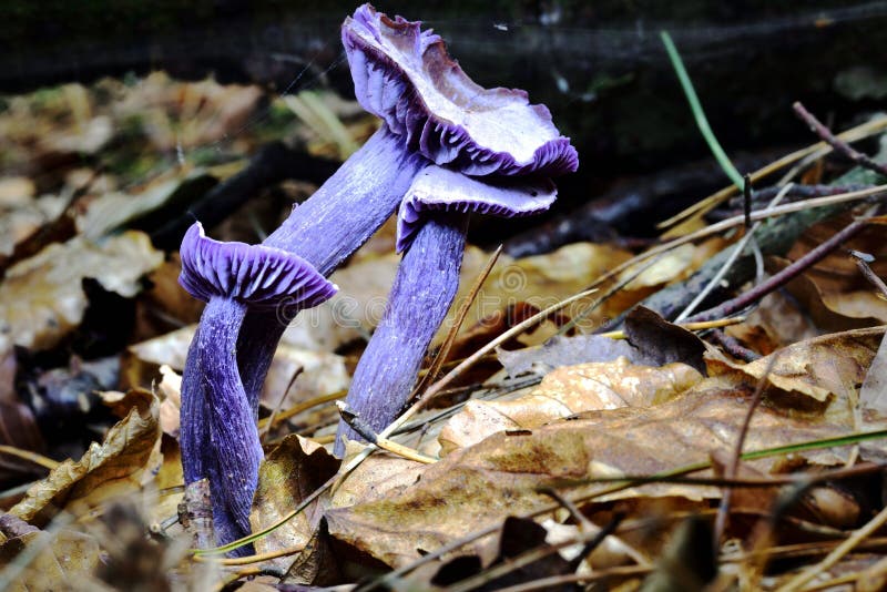 Autumn Fruiting Fungi stock photo. Image of bodies, body - 79945508