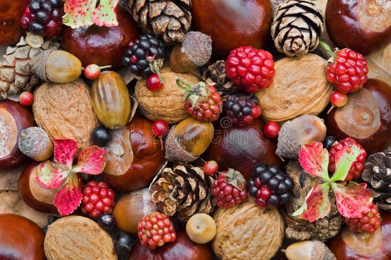 Autumn fruits stock image. Image of acorn, fruit, floral - 6500097