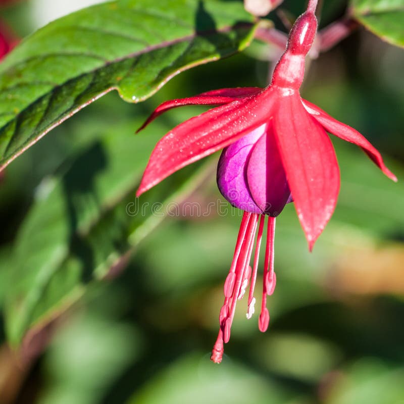 Autumn Fuchsia stock photo. Image of purple, magenta - 28285868