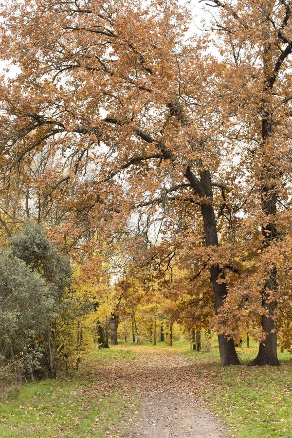 Autumn in full splendour stock photo. Image of leaves - 81599292