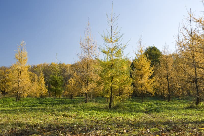 Big Fur tree stock image. Image of green, trees, forest - 11455325