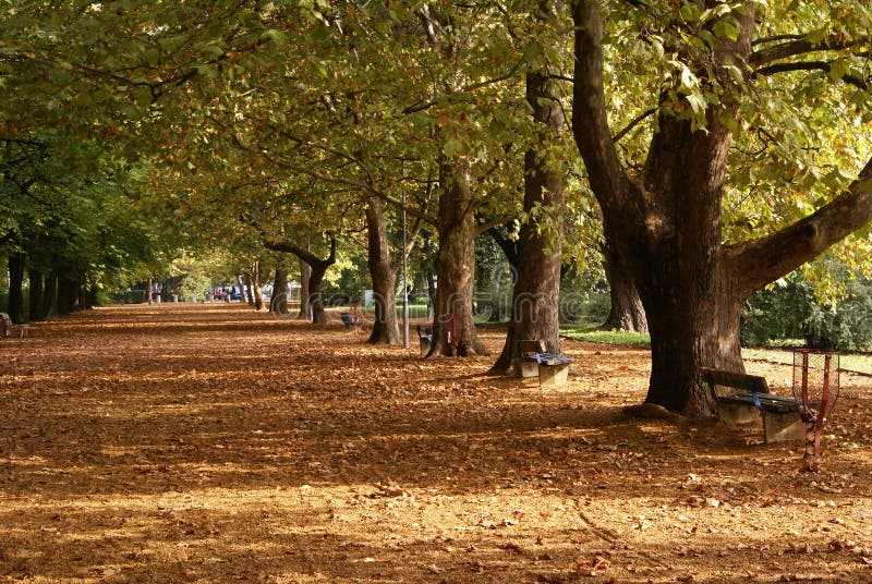 Brazilwood tree stock image. Image of bark, land, brazil - 83841221