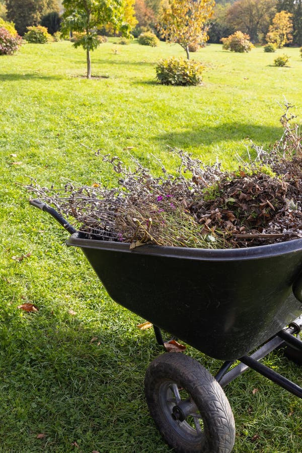 Autumn Garden Cleanup with Wheelbarrow in Park Setting Stock Image ...