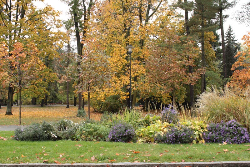 Autumn garden in color stock photo. Image of botanic - 60906462