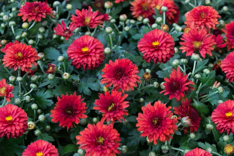 Autumn Scene with Red Flowers Growing in Garden Stock Photo - Image of ...