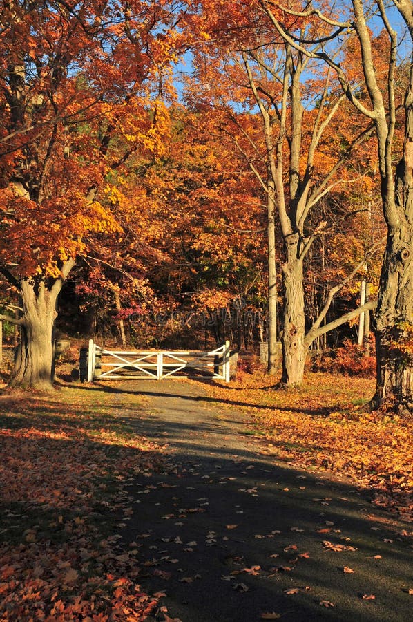 Autumn Gate stock photo. Image of scene, season, forest - 27277296