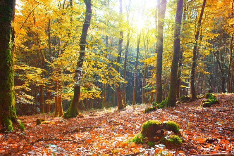 Autumn German Forest with Sun Beam. Stock Photo - Image of sunny, brown ...