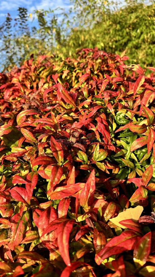 Autumn in Germany stock image. Image of produce, germa - 343105391