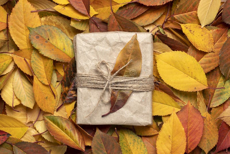 Autumn gift in dry leaves stock image. Image of fall - 259634943